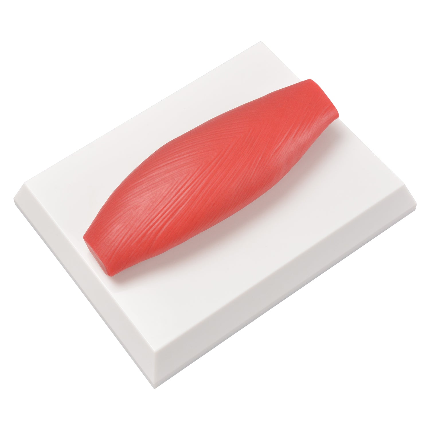 Human Muscle Anatomy Model 200g with Display Base – Medarchitect