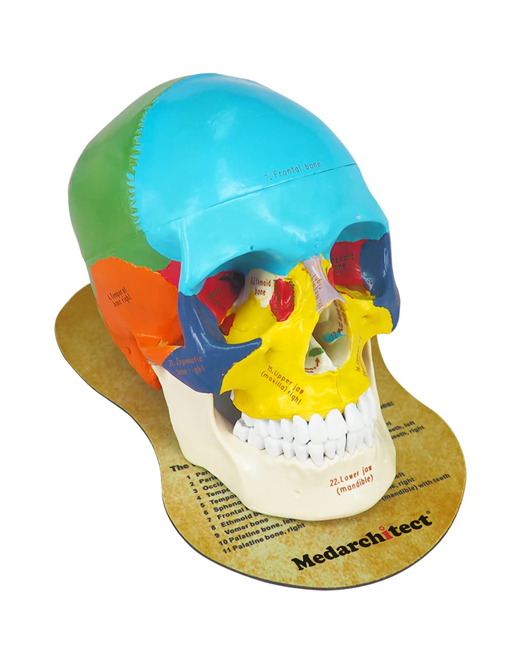 Colored Skull Model for Medical Training and Study – Medarchitect