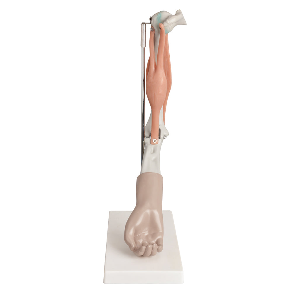 Functional Human Elbow Joint with Muscle Anatomy Model – Medarchitect