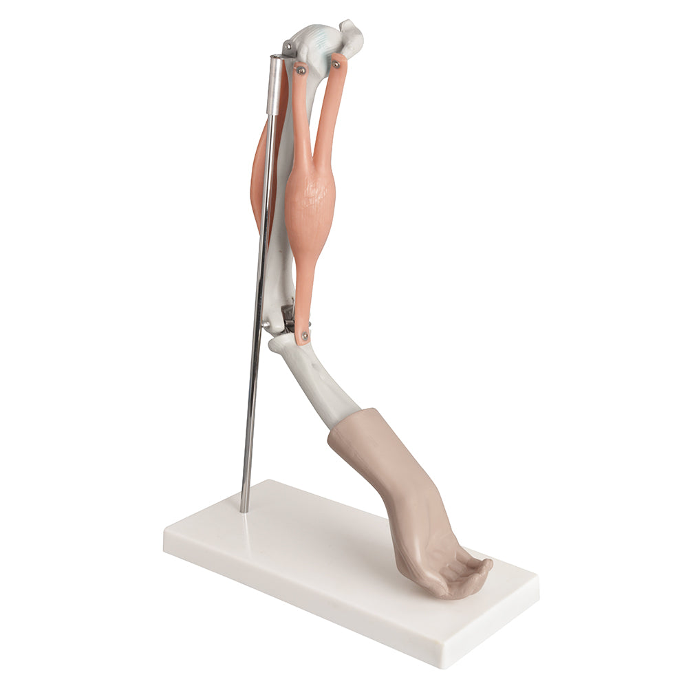 Functional Human Elbow Joint with Muscle Anatomy Model – Medarchitect