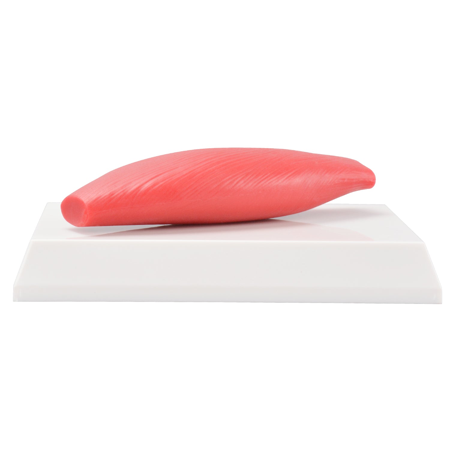 Human Muscle Anatomy Model 200g with Display Base – Medarchitect