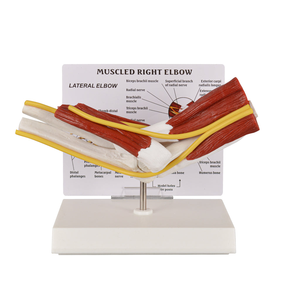 Muscled Right Elbow Model with Anatomy Study Card – Medarchitect
