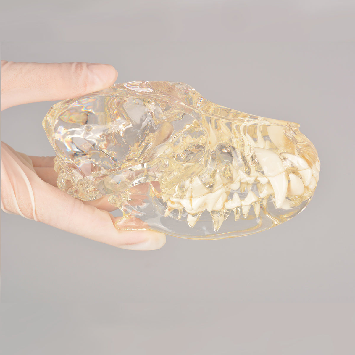 Canine Skull Dentoform Dental Model with Teeth – Medarchitect
