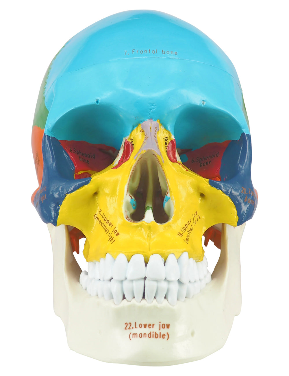 Upgraded Life Size Human Colored Head Skull Anatomical Model with Newe ...
