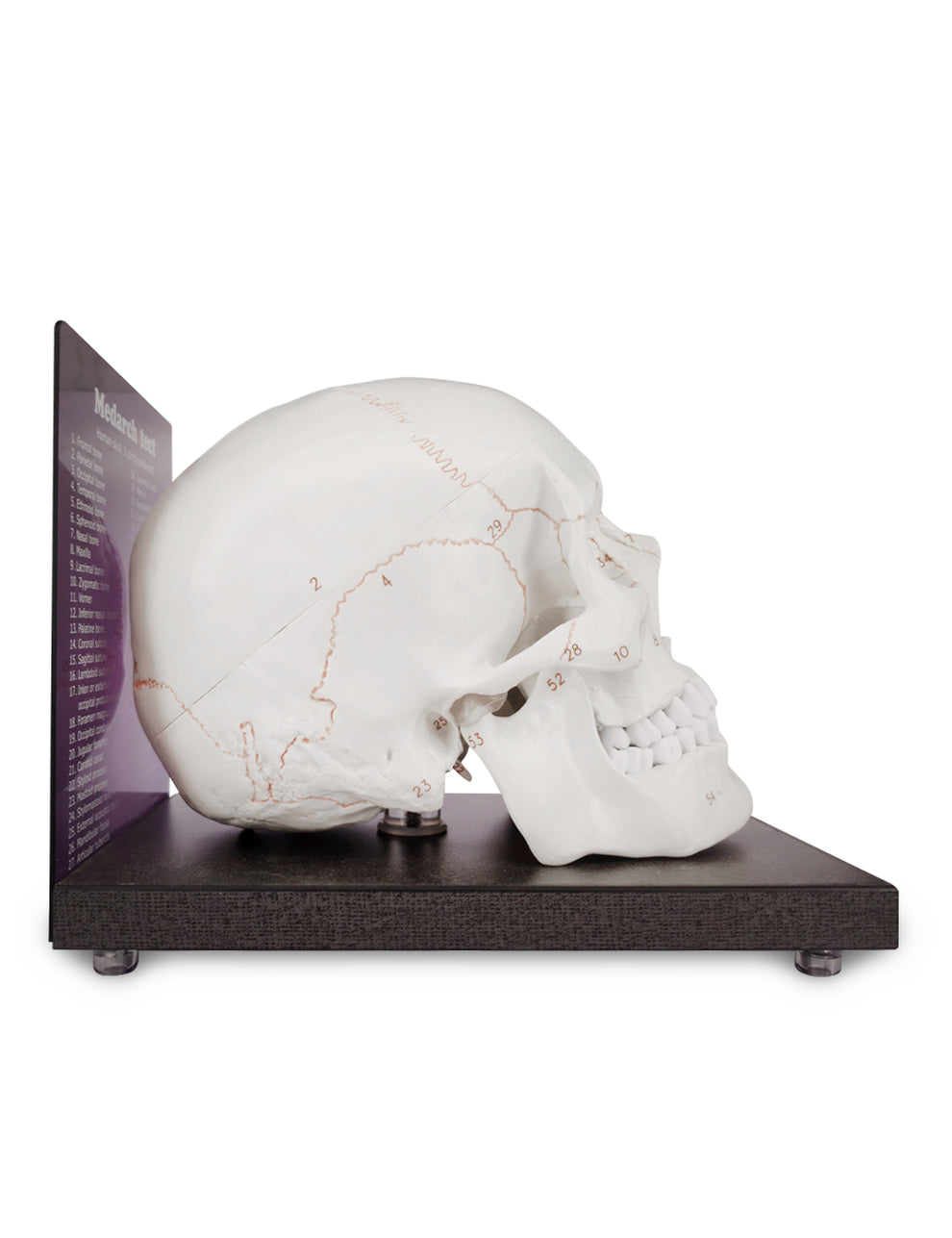 Life Size Human Head Skull Anatomical Model with Newest Laser-Etched F ...